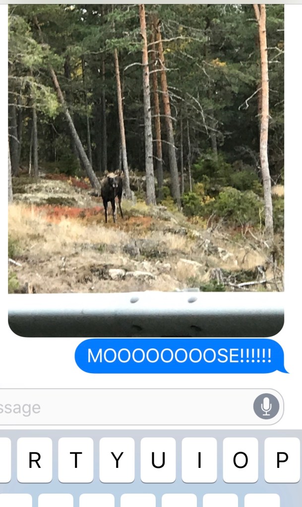 Just A Little Moose Tale. – norway times